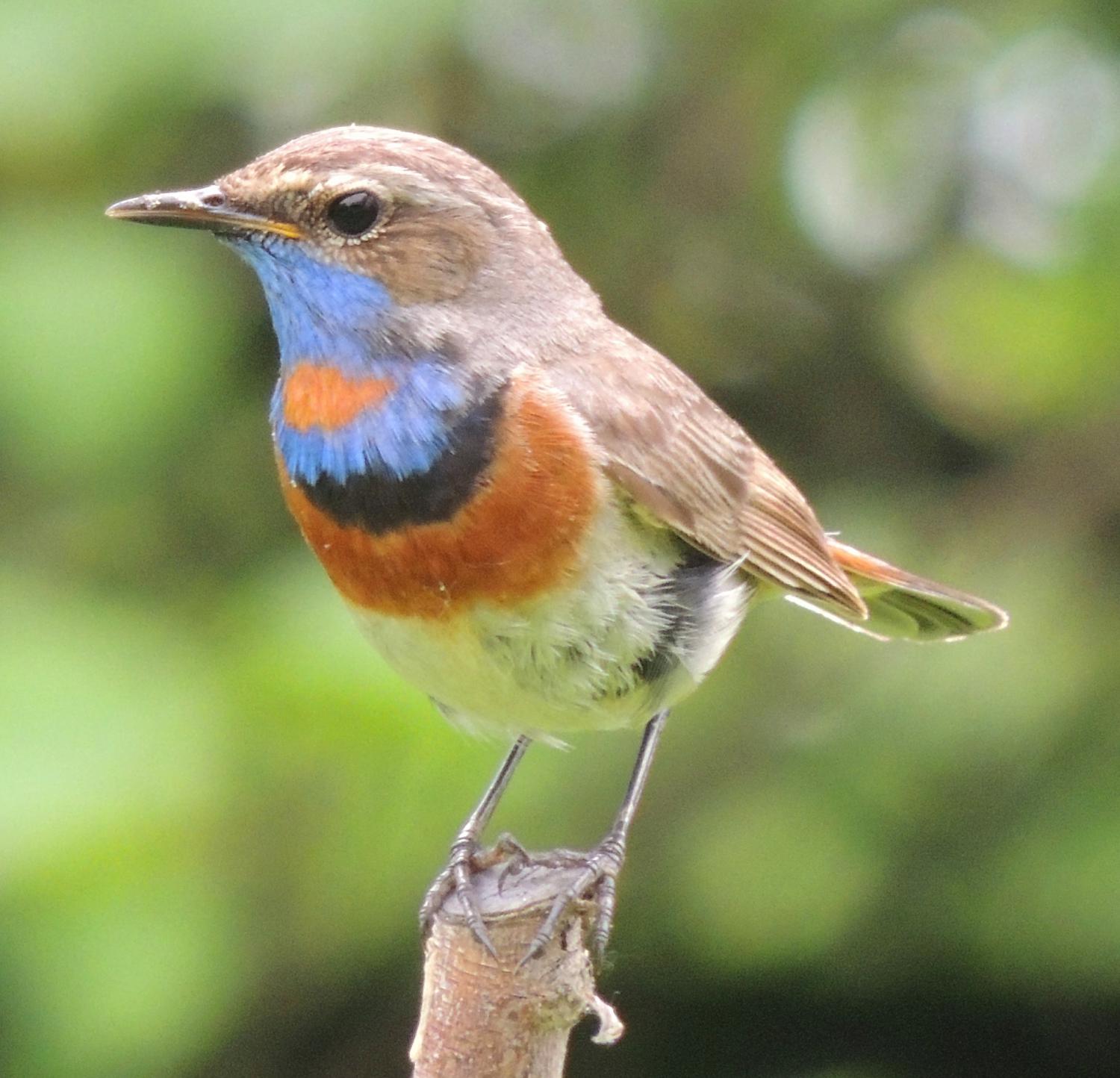 Winter Blue Throat Bird Bluethroat | Luscinia Svecica | Species Guide