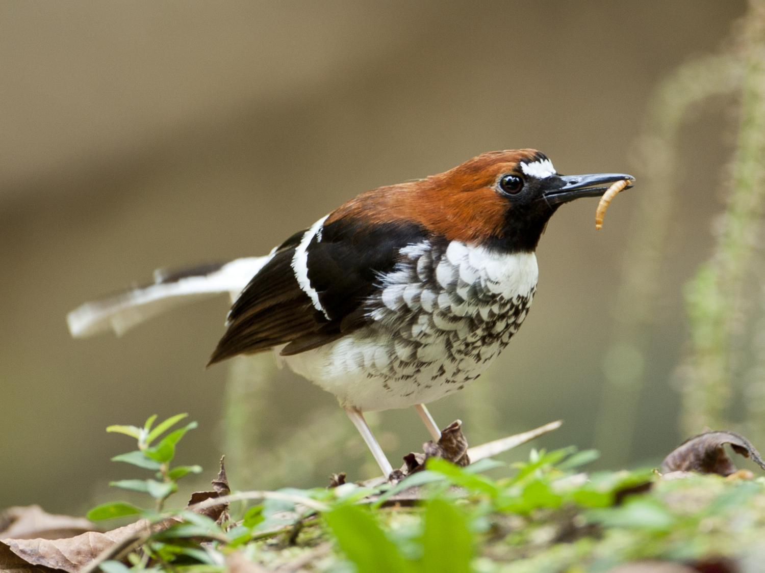 Chestnut-naped forktail (Enicurus ruficapillus)