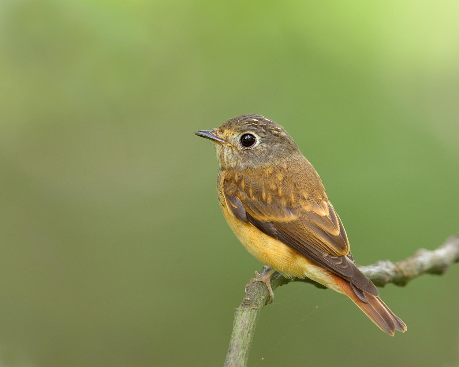 Ferruginous flycatcher (Muscicapa ferruginea)