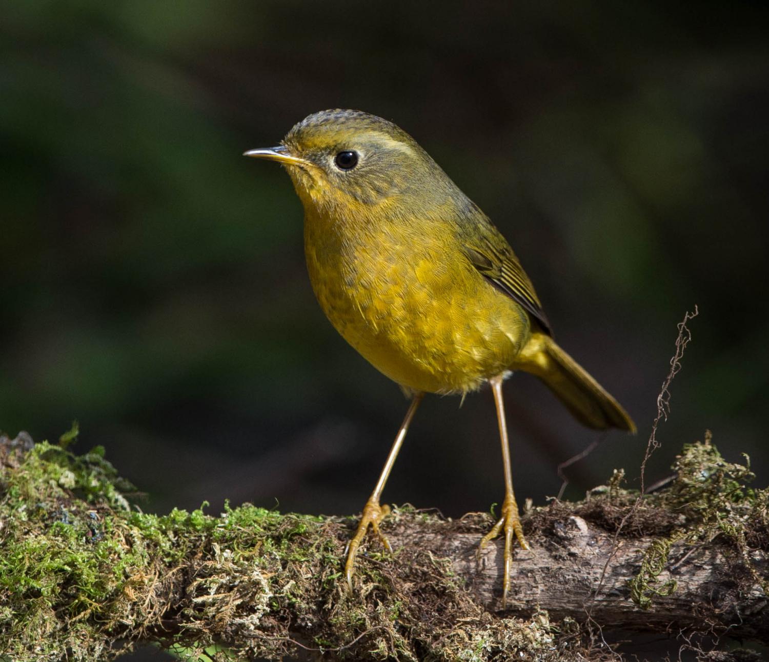 Golden bush robin (Tarsiger chrysaeus)