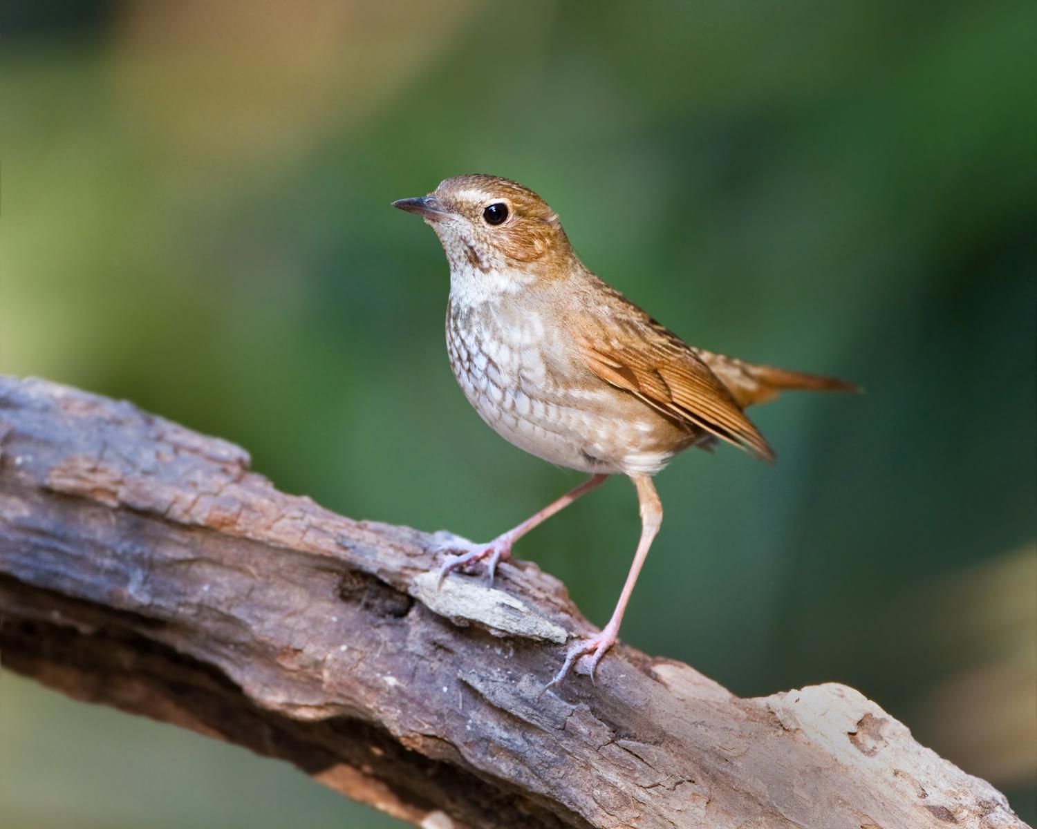 Rufous-tailed robin (Larvivora sibilans)