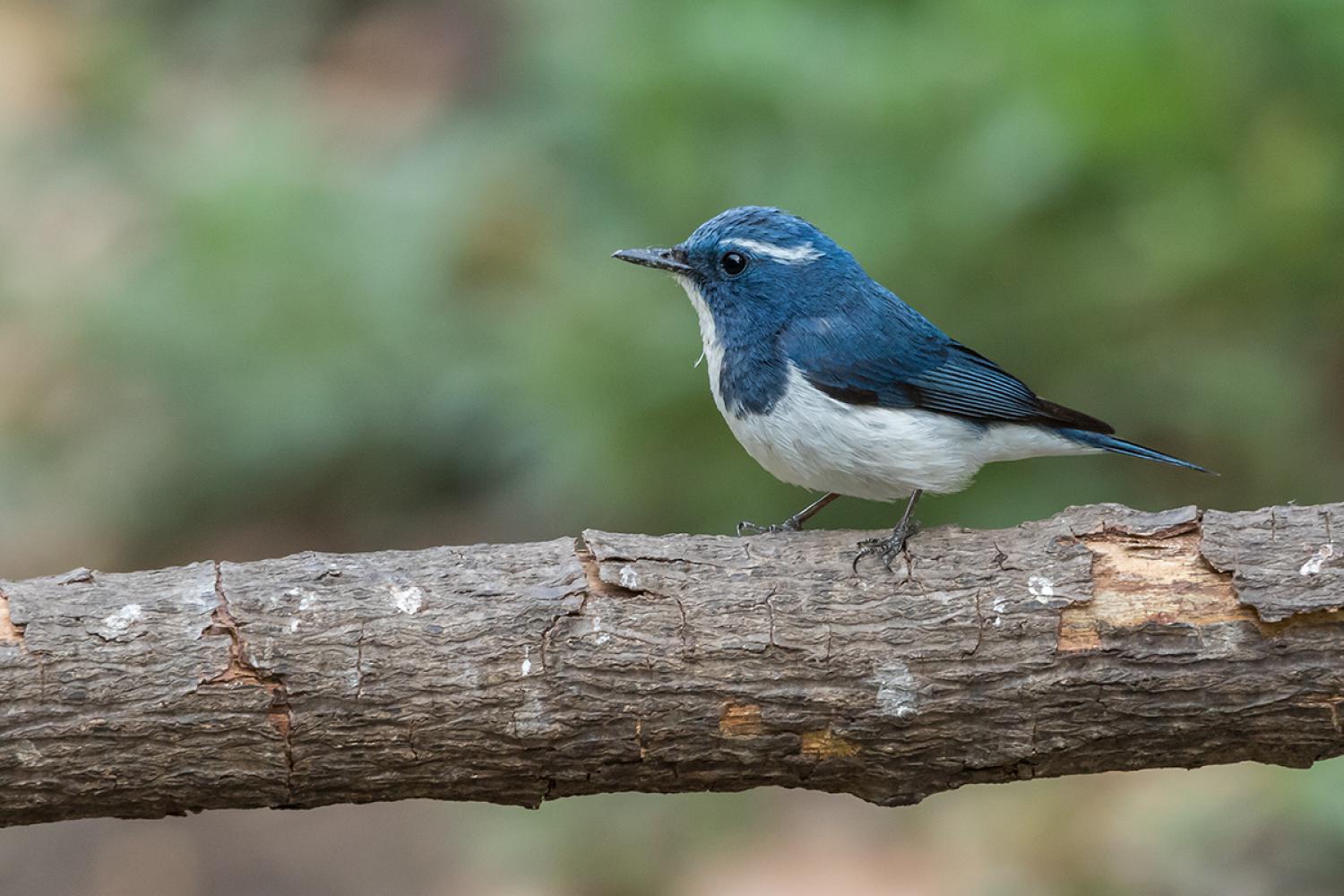 Ultramarine flycatcher (Ficedula superciliaris)