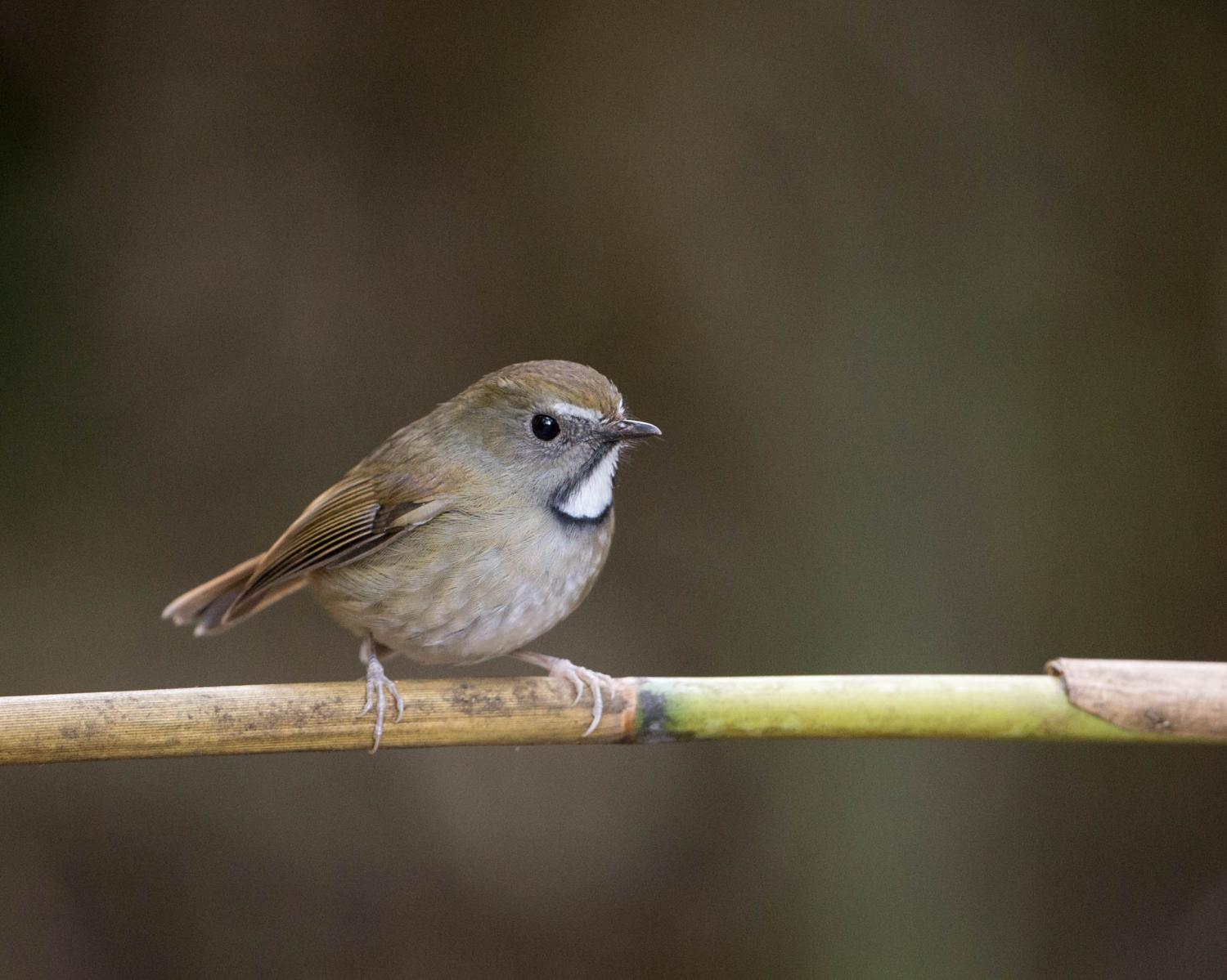 White-gorgeted flycatcher (Anthipes monileger)