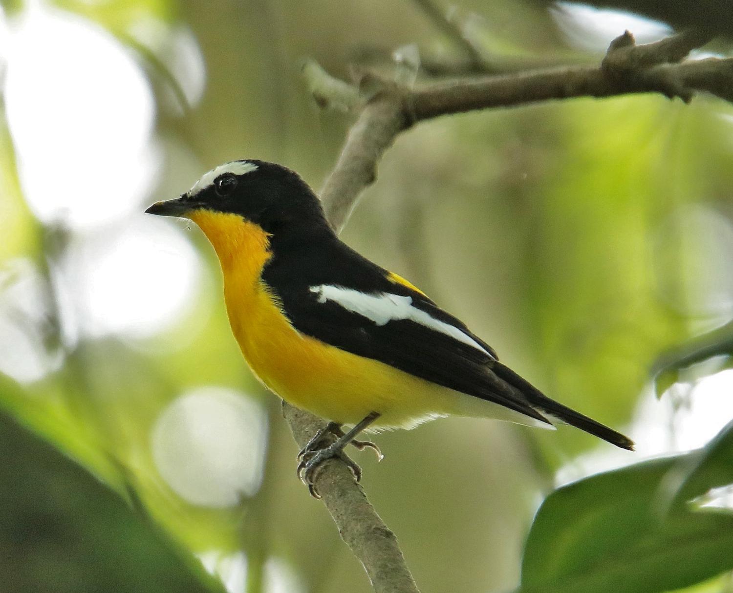 Yellow-rumped flycatcher (Ficedula zanthopygia)