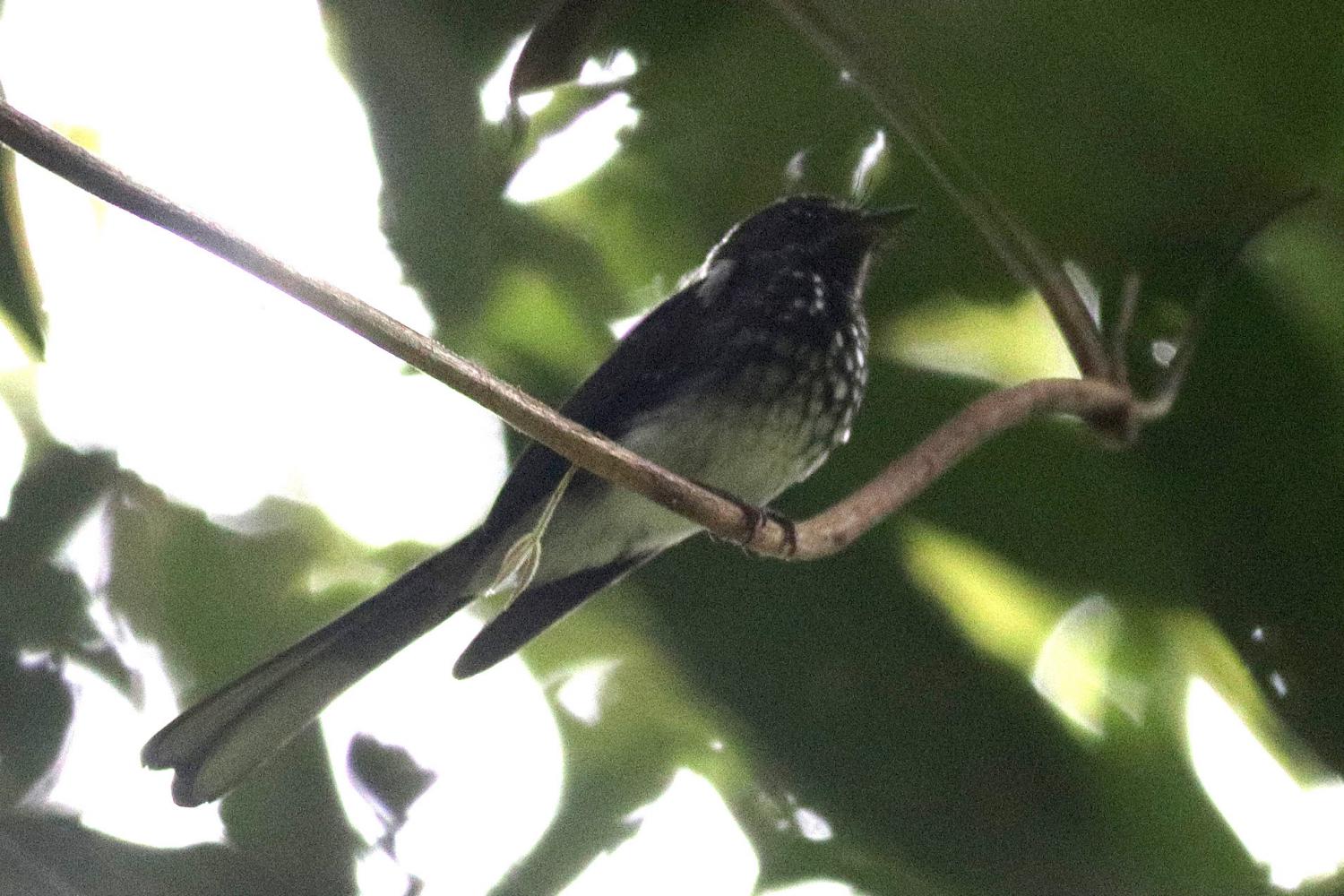 Spotted fantail (Rhipidura perlata)