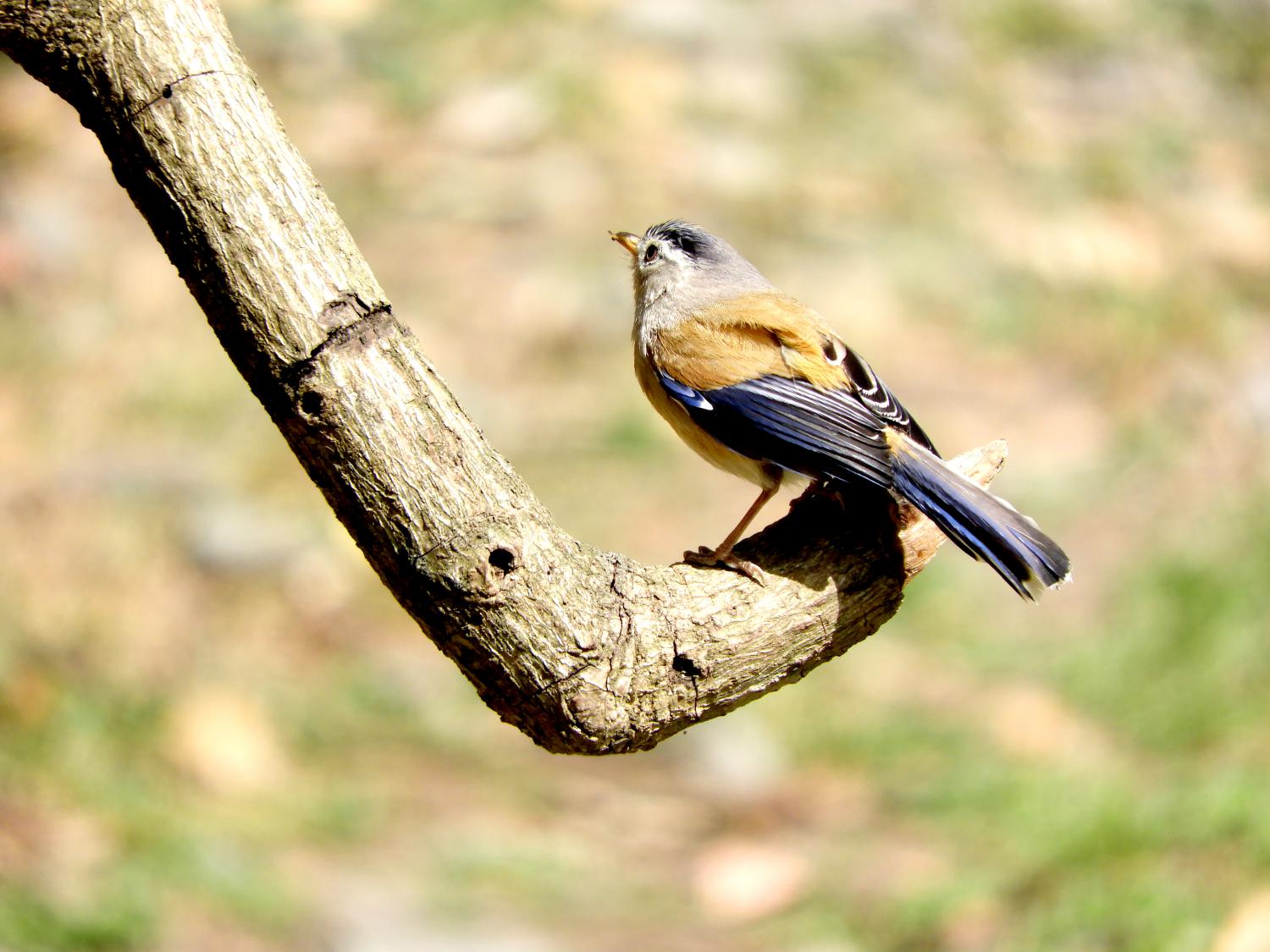 Blue-winged minla (Siva cyanouroptera)