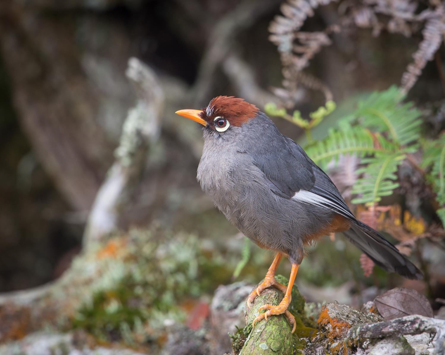 Spectacled laughingthrush (Rhinocichla mitrata)