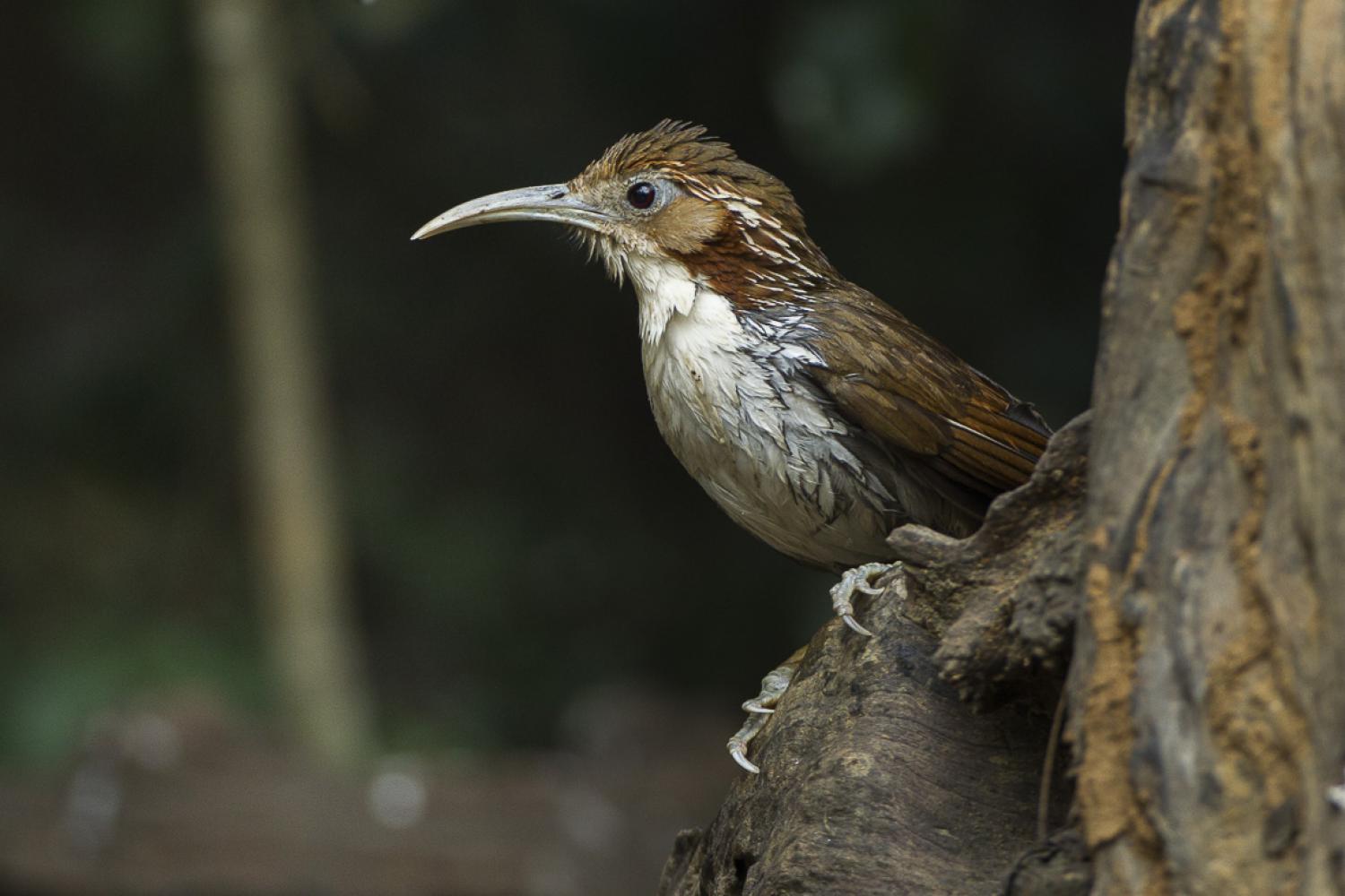 Large scimitar babbler (Erythrogenys hypoleucos)