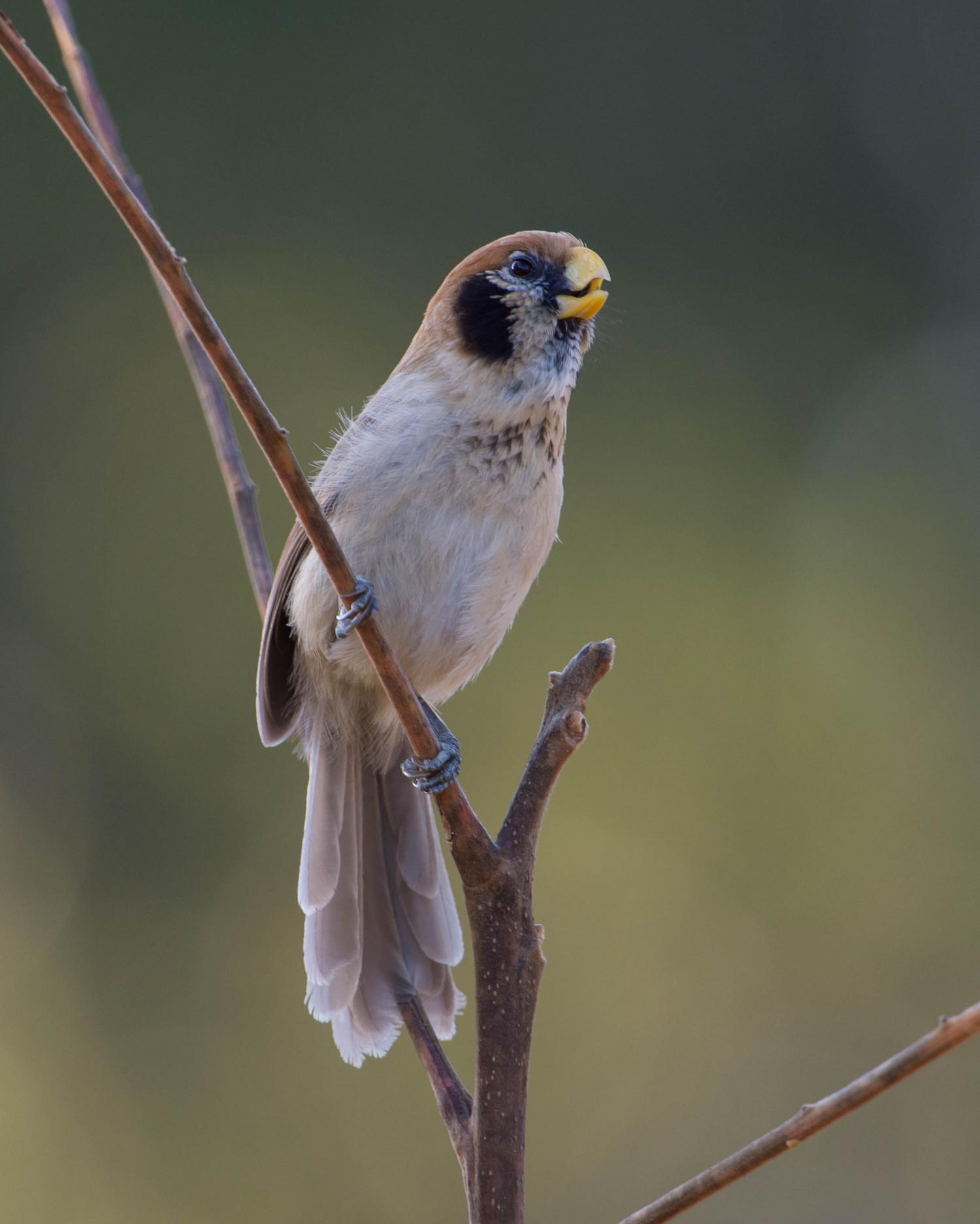Spot-breasted parrotbill (Paradoxornis guttaticollis)