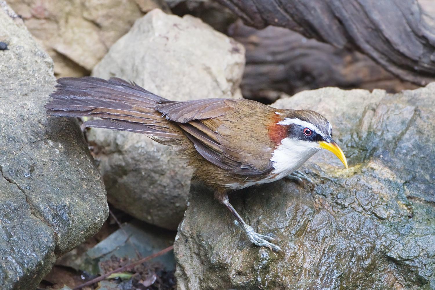 White-browed scimitar babbler (Pomatorhinus schisticeps)
