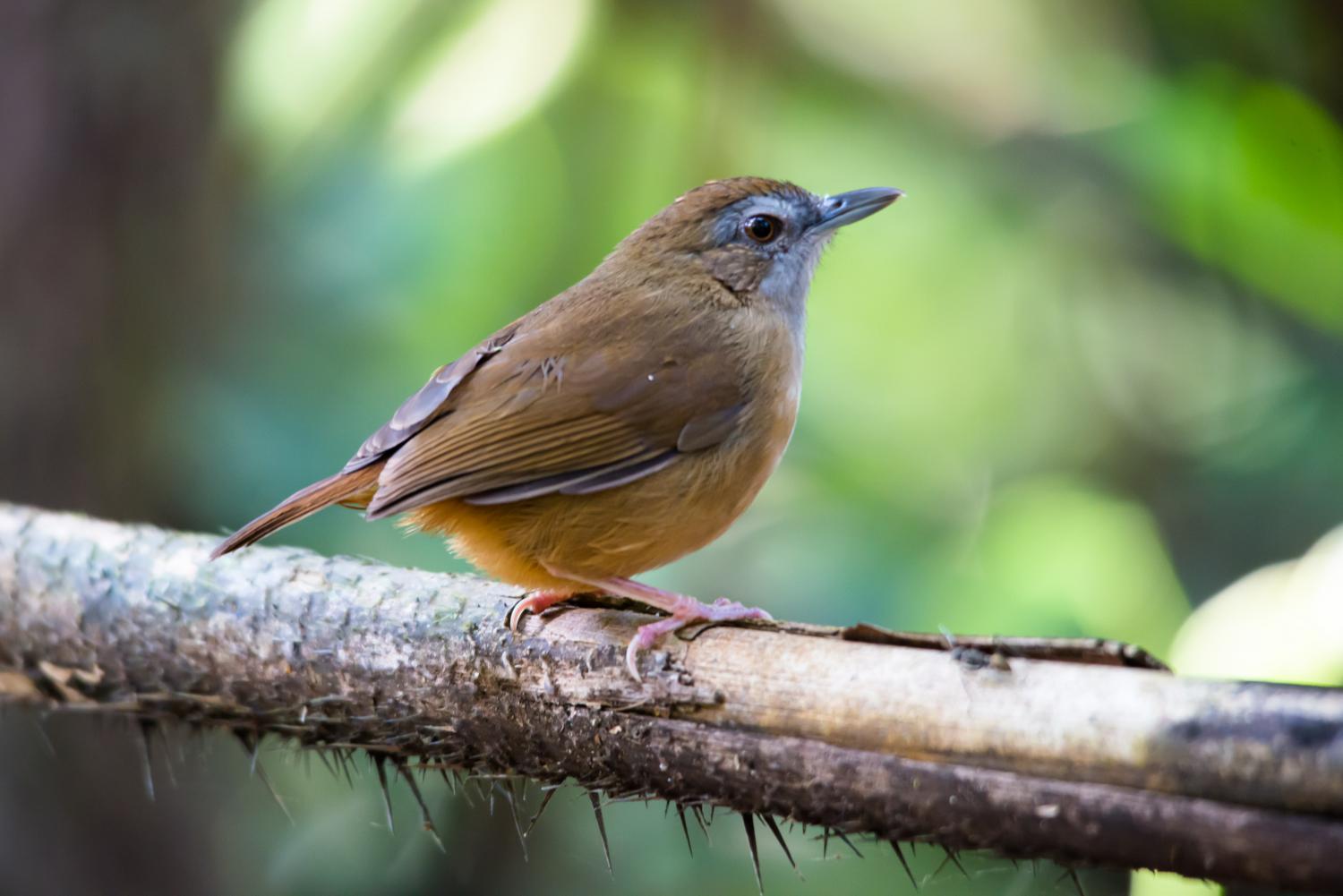 Abbott's babbler (Malacocincla abbotti)