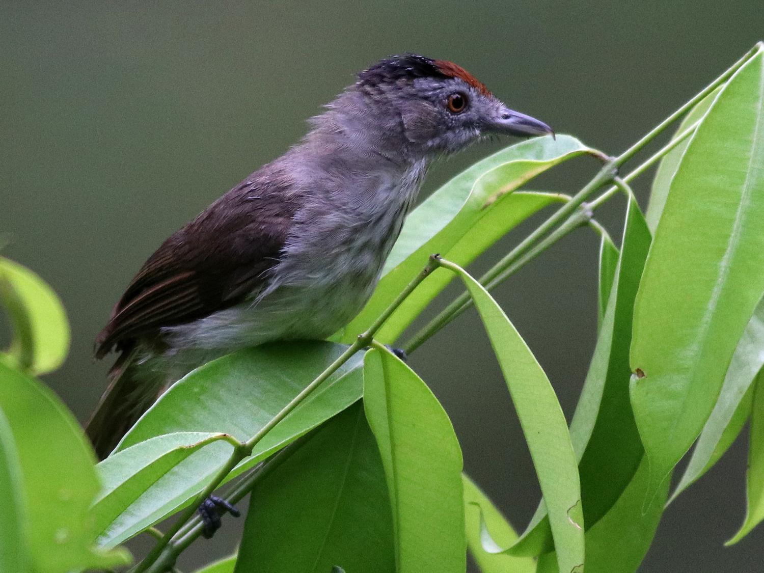 Rufous-crowned babbler (Malacopteron magnum)