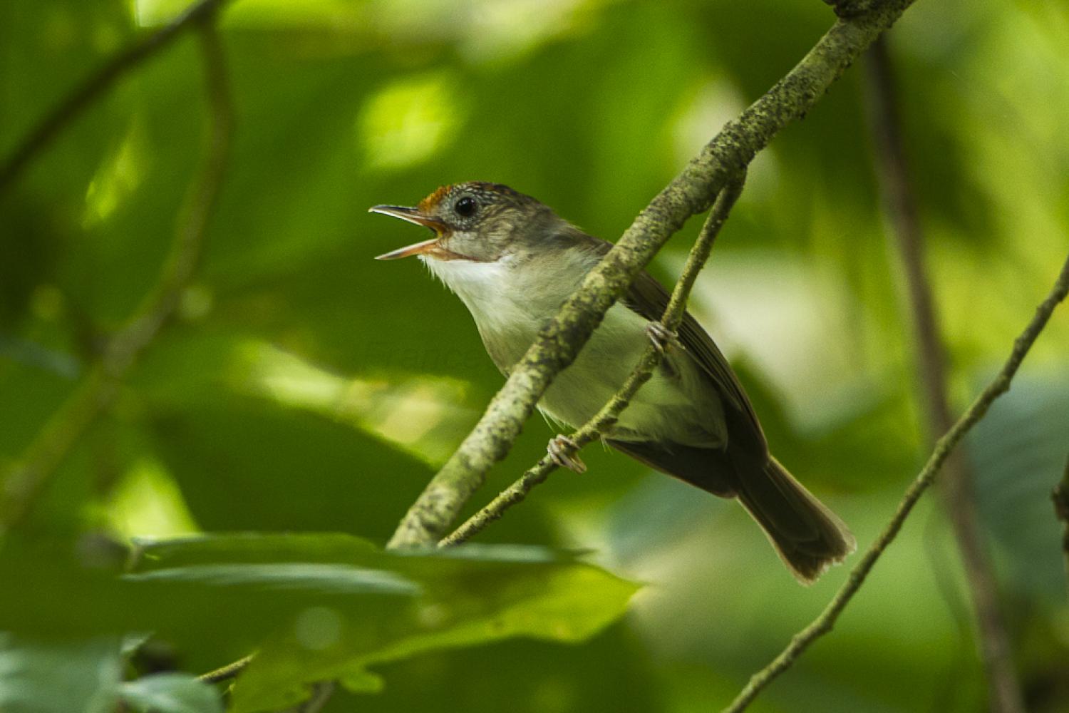 Scaly-crowned babbler (Malacopteron cinereum)