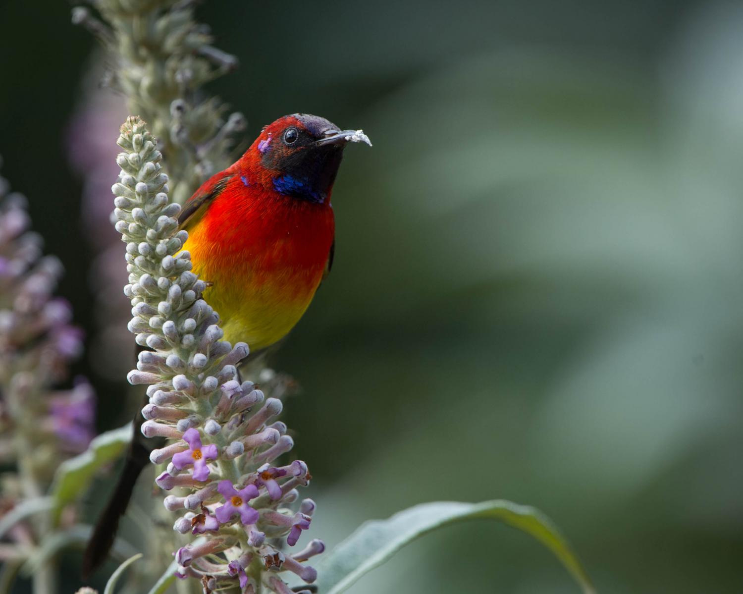 Mrs. gould's sunbird (Aethopyga gouldiae)