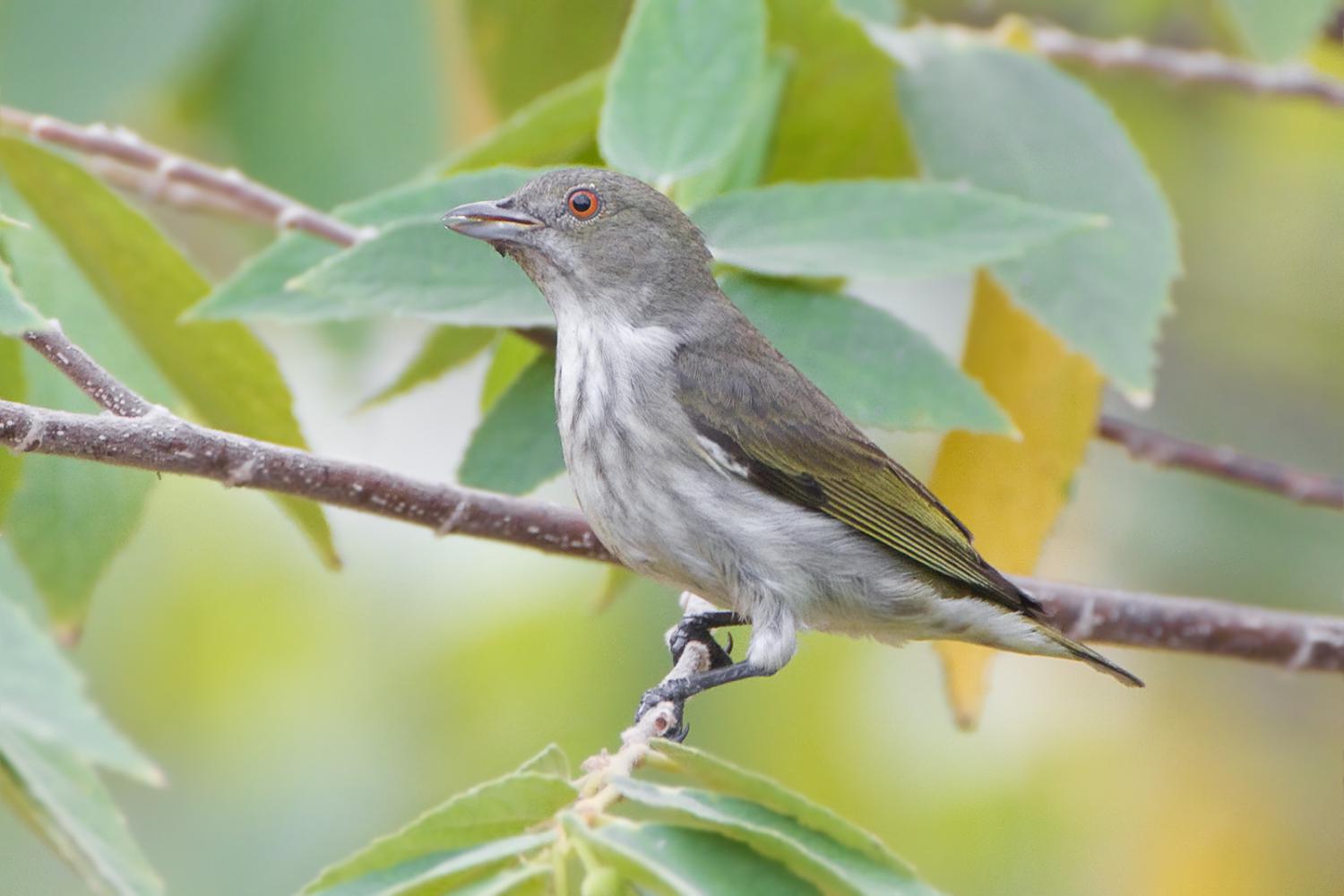 Thick-billed flowerpecker (Dicaeum agile)
