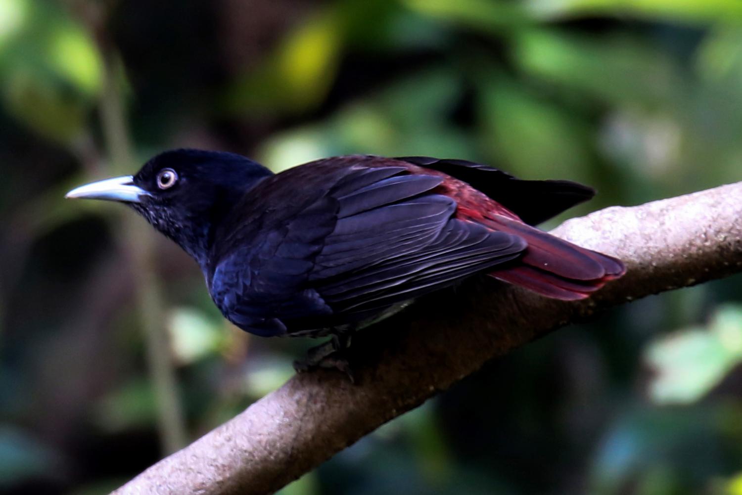 Maroon oriole (Oriolus traillii)