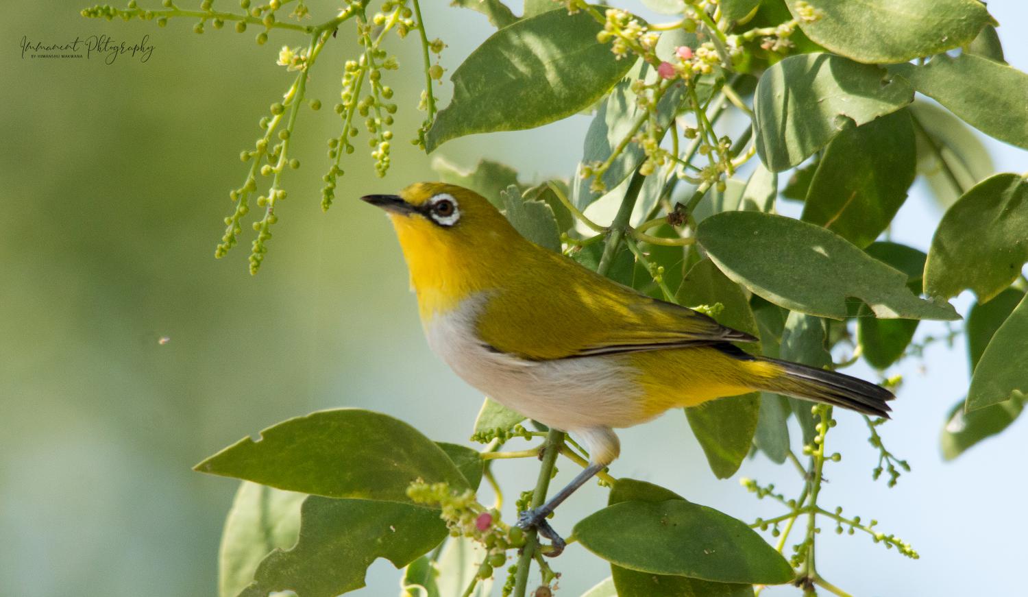 Indian white-eye (Zosterops palpebrosus)