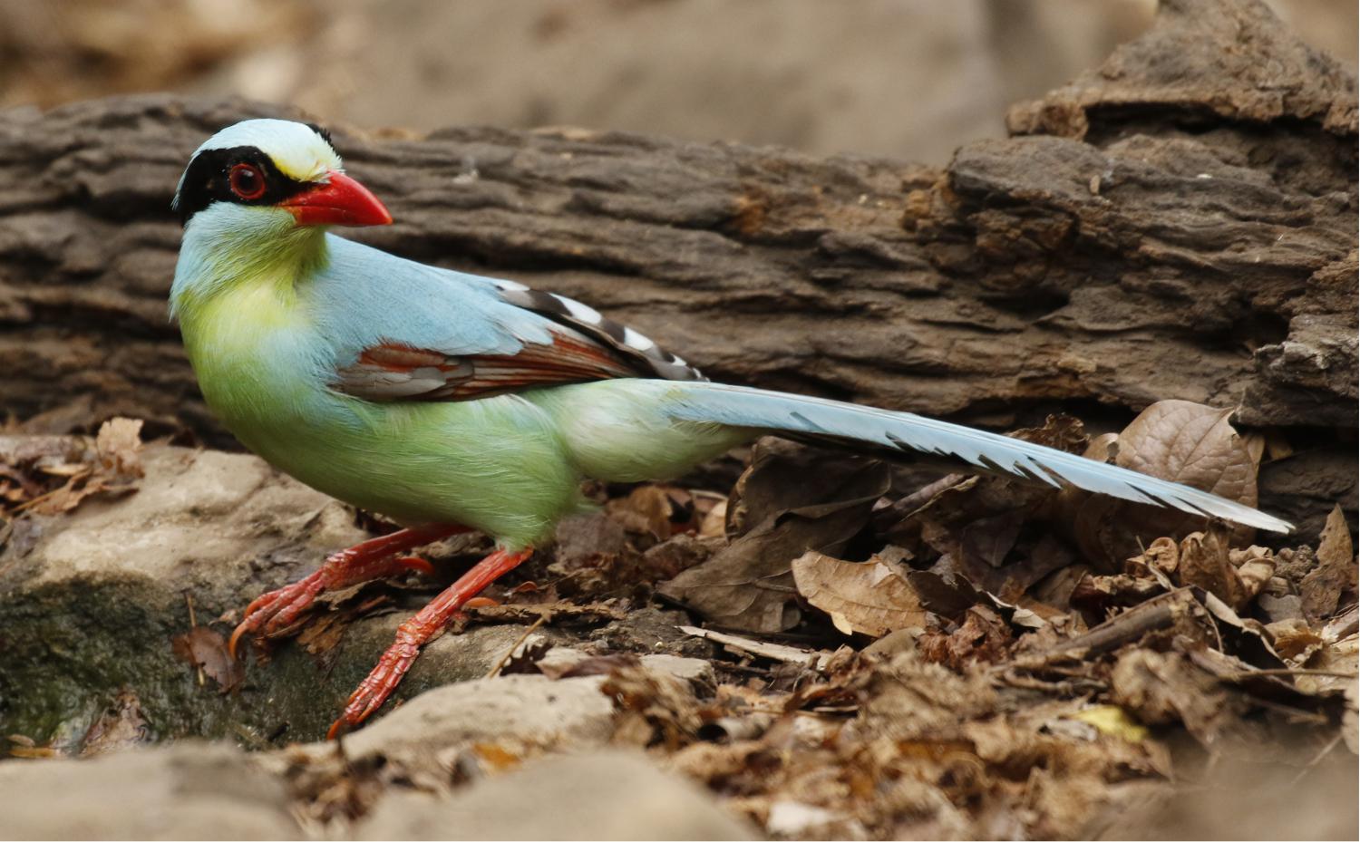 Common green magpie (Cissa chinensis)