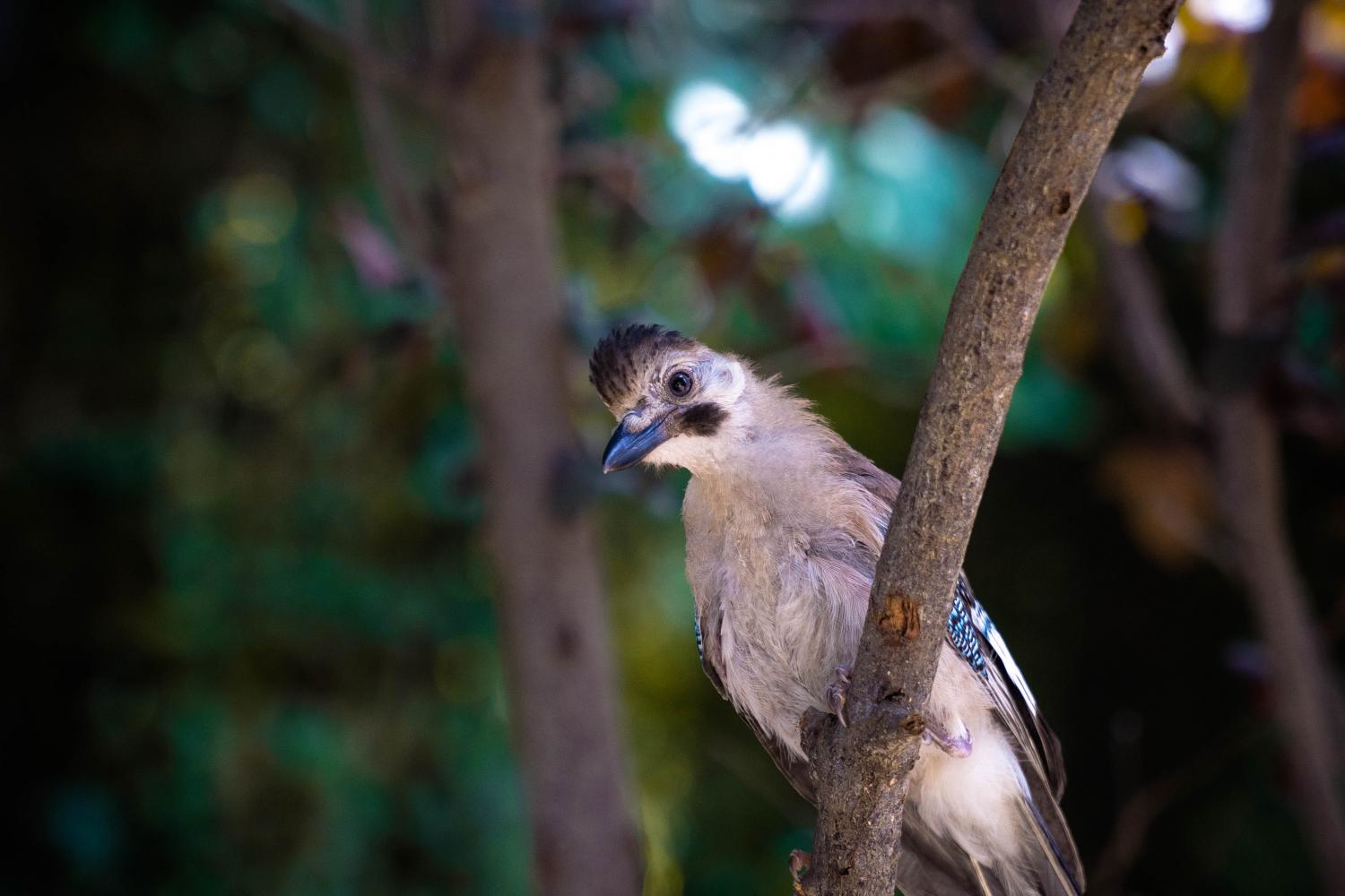White-faced jay (Garrulus leucotis)