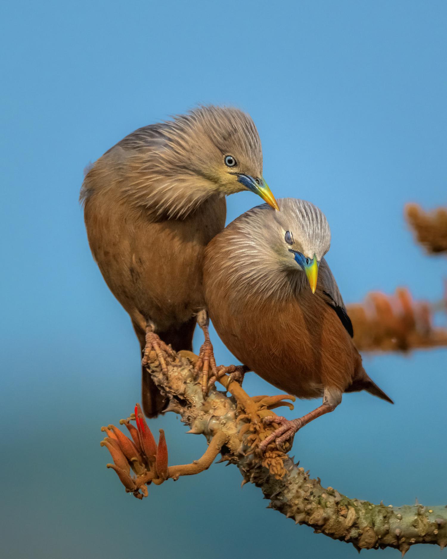 Chestnut-tailed starling (Sturnia malabarica)