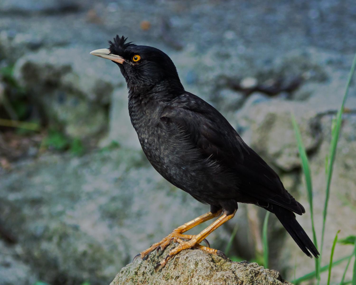 Crested myna (Acridotheres cristatellus)