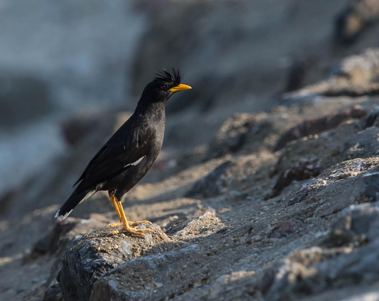 White-vented myna (Acridotheres grandis)