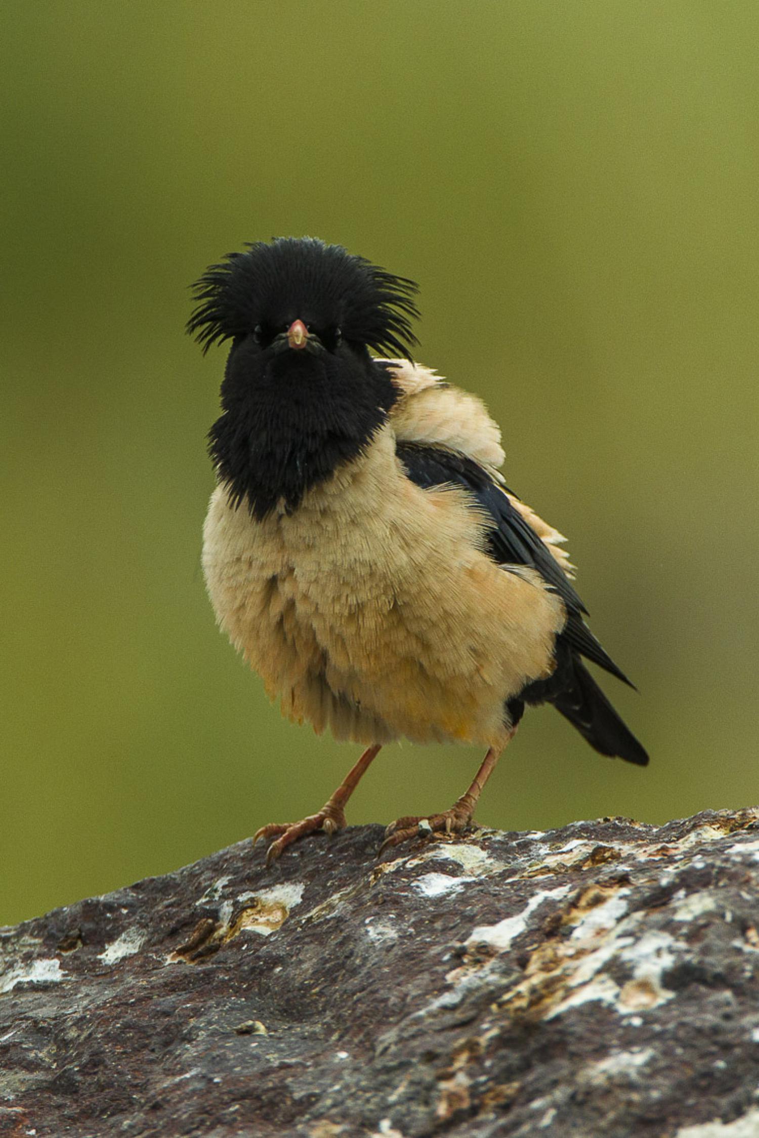 Rosy starling (Pastor roseus)