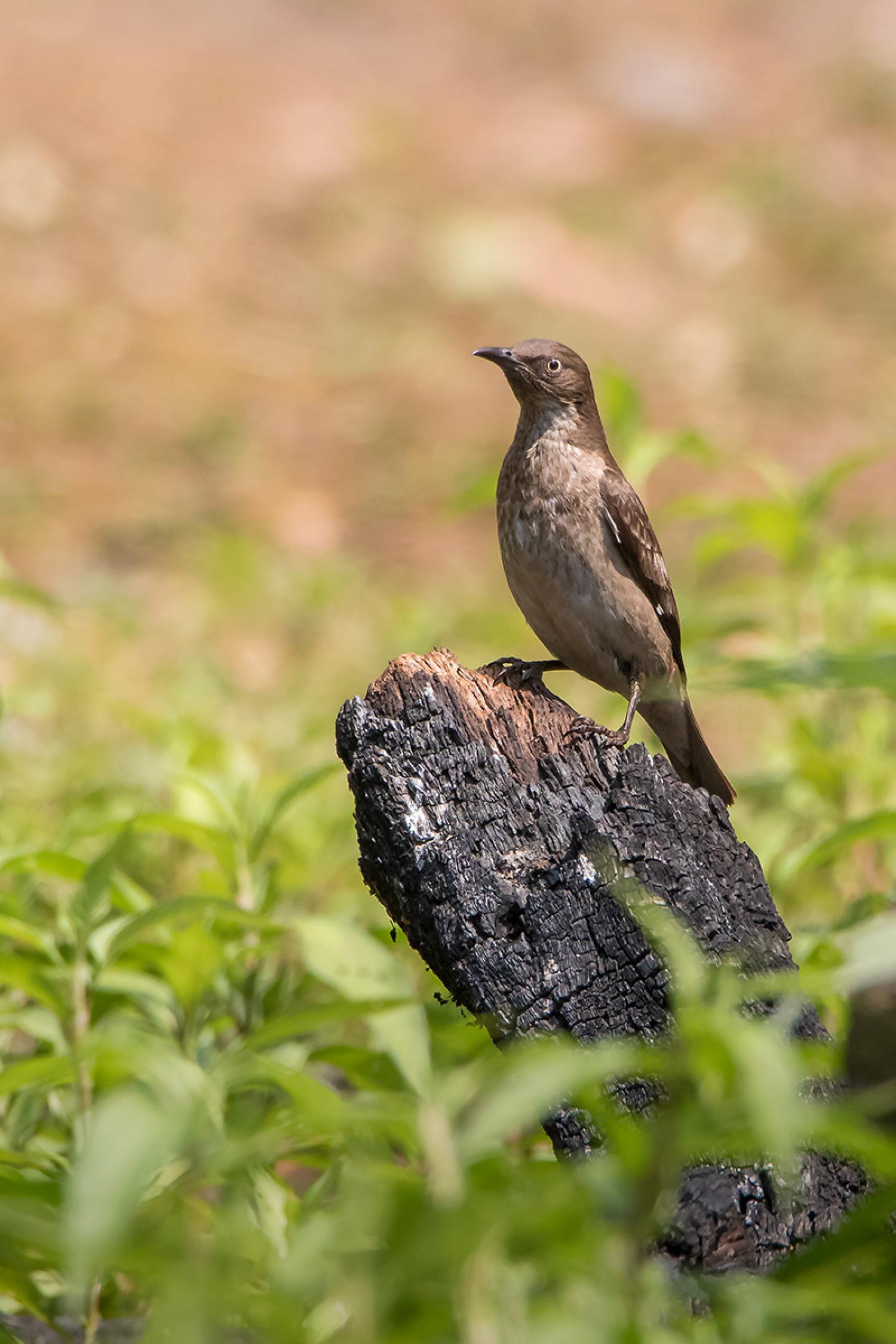 Spot-winged starling (Saroglossa spilopterus)