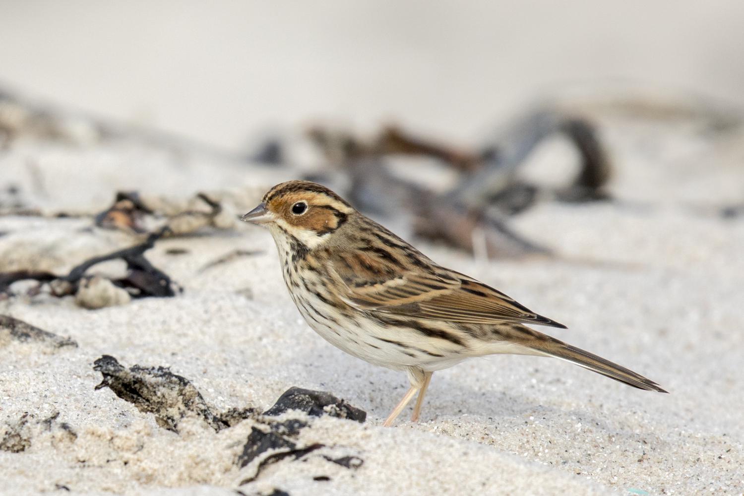 Little bunting (Emberiza pusilla)