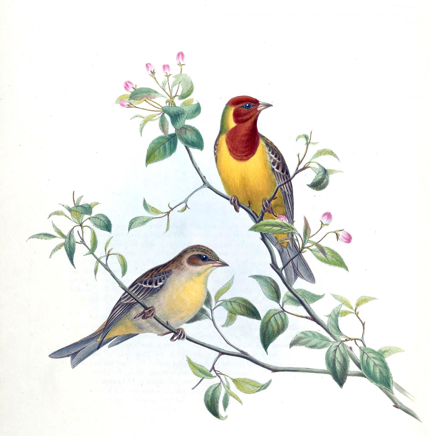 Red-headed bunting (Emberiza bruniceps)