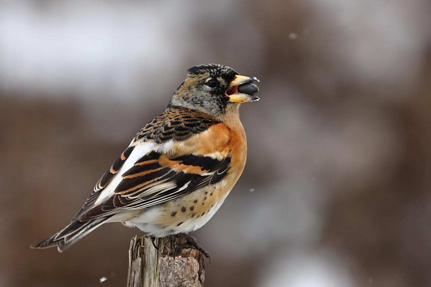 Brambling (Fringilla montifringilla)