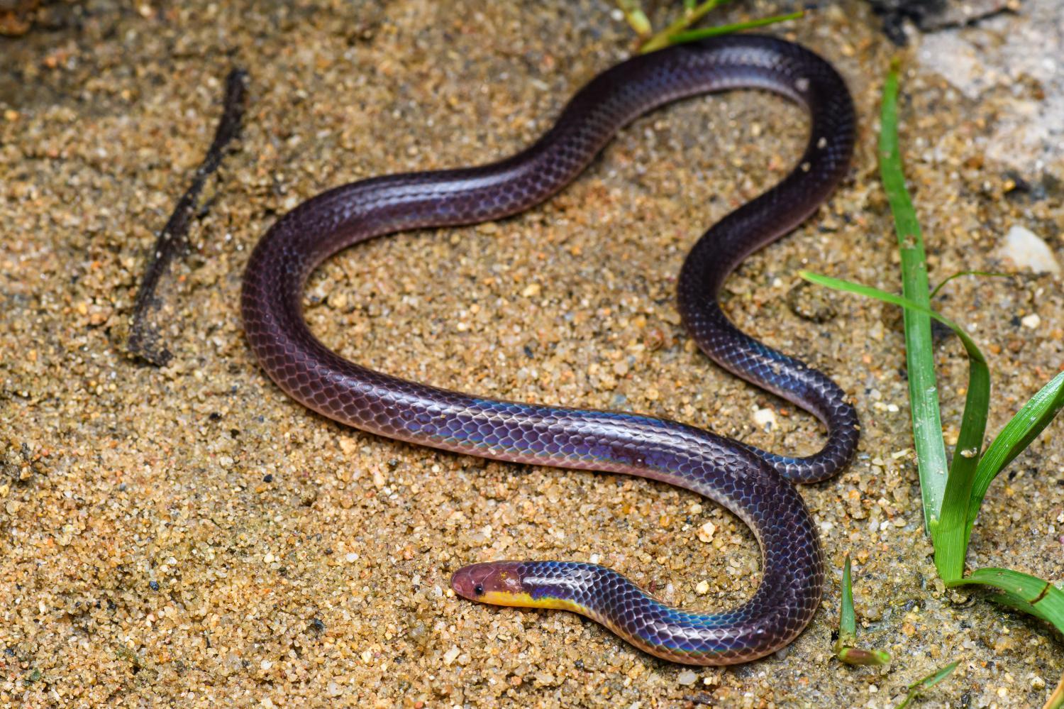 Pink-headed reed snake (Calamaria schlegeli)