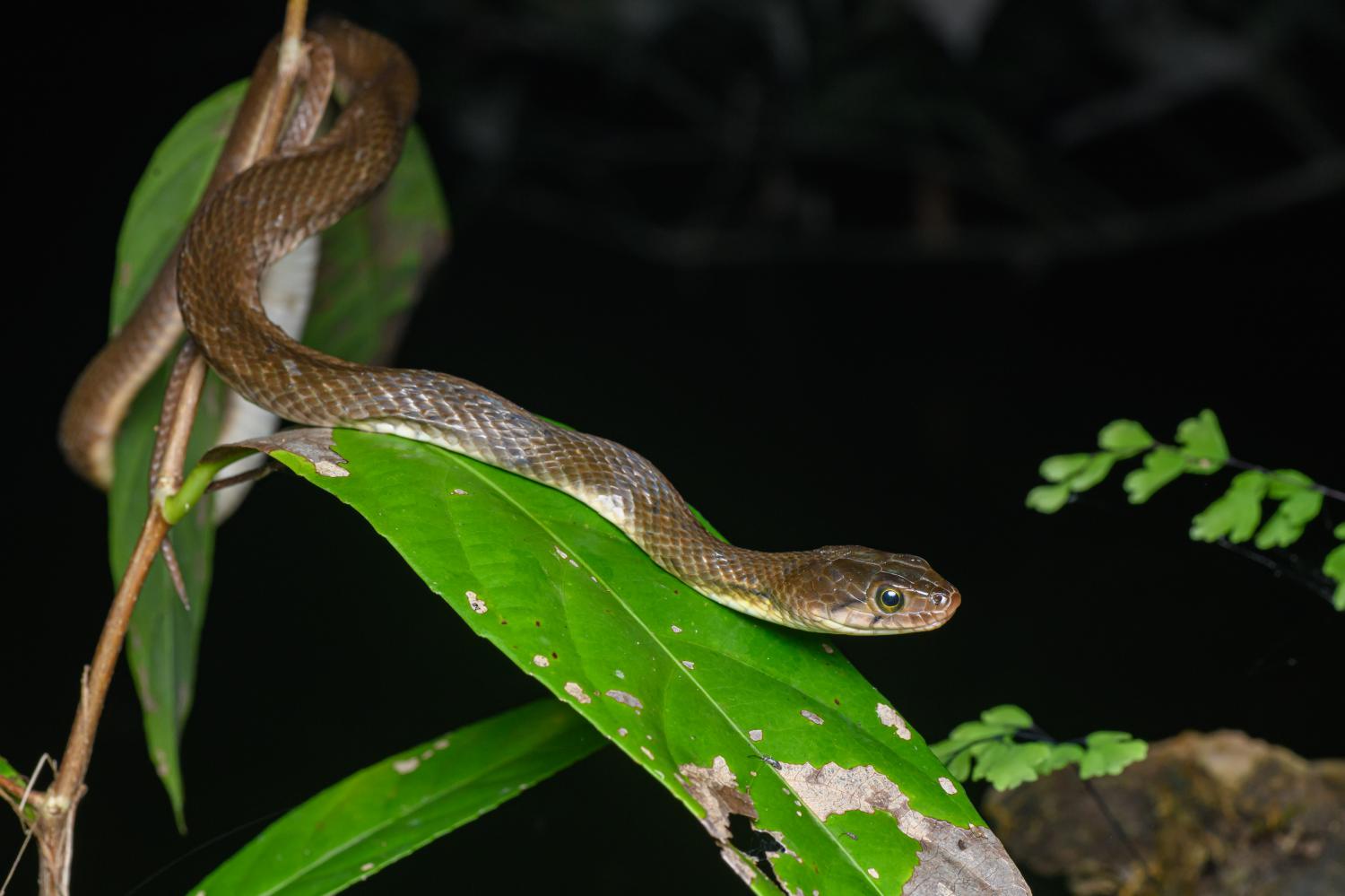 Checkered keelback (Fowlea piscator)