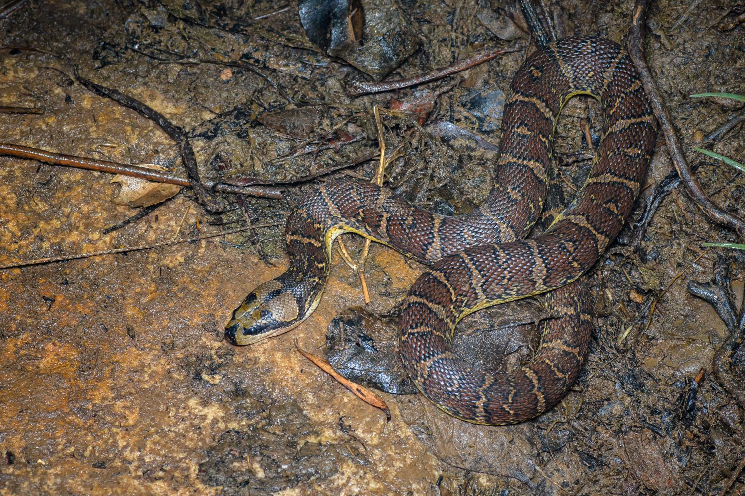 Cox's mud snake (Homalopsis mereljcoxi)