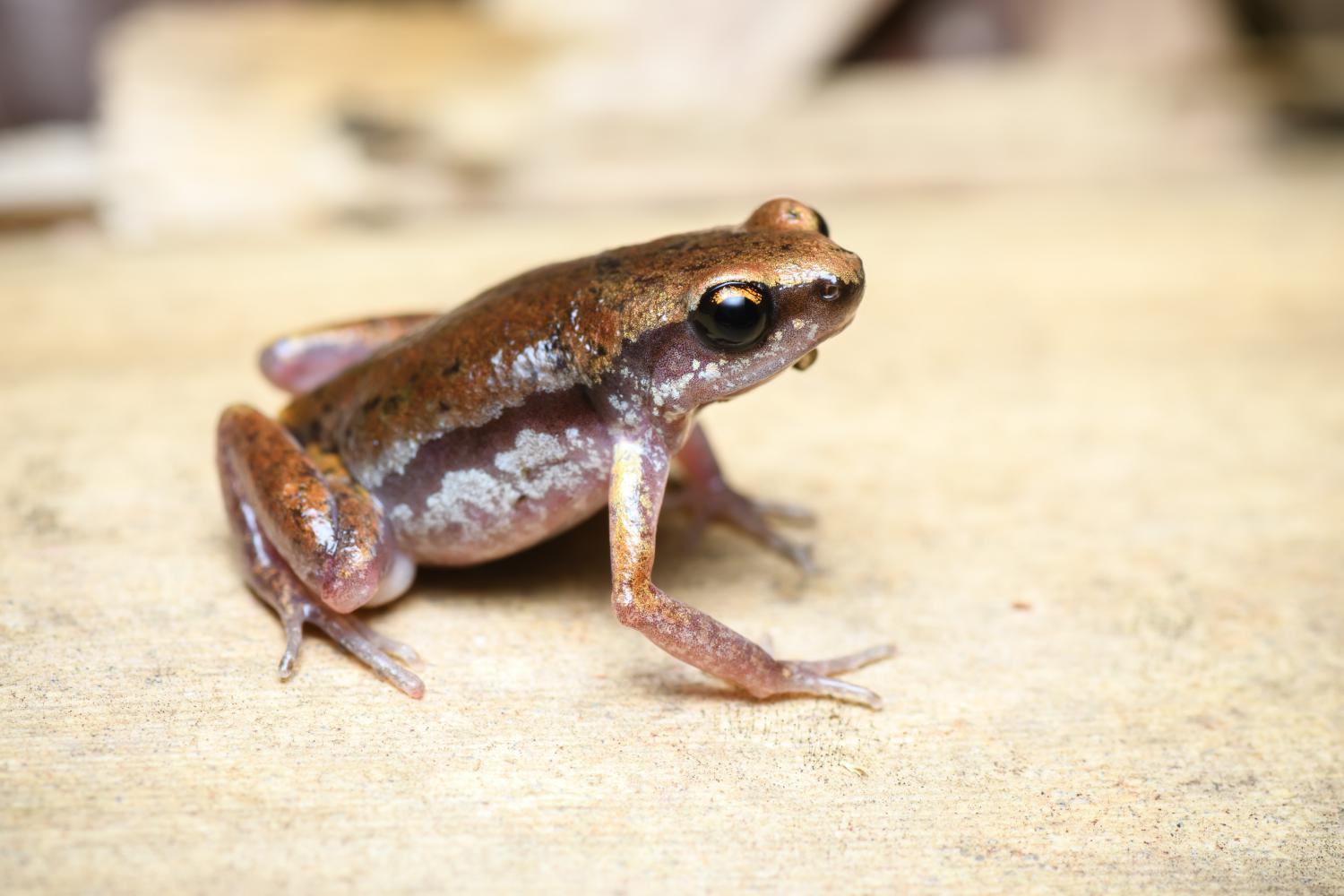 Stejneger's paddy frog (Micryletta steinegeri)