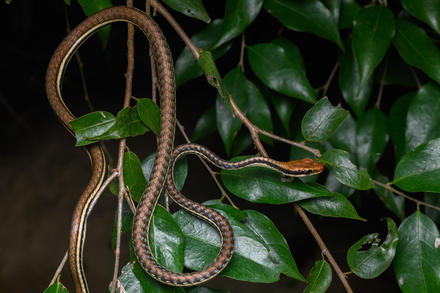 Common bronzeback (Dendrelaphis pictus)