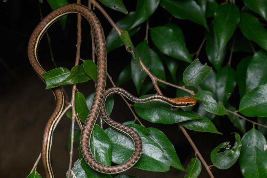 Common bronzeback (Dendrelaphis pictus)