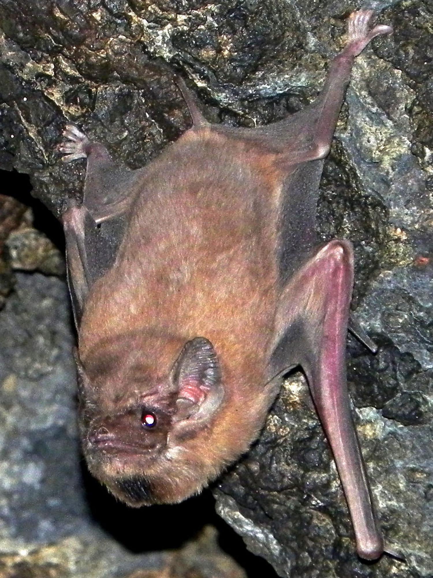 Black-bearded tomb bat (Taphozous melanopogon)