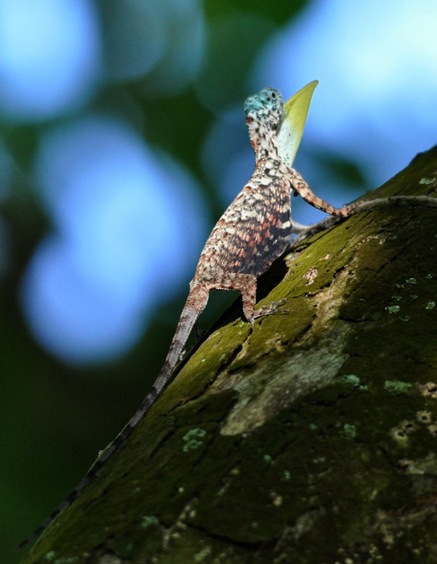 Flying Draco Lizard