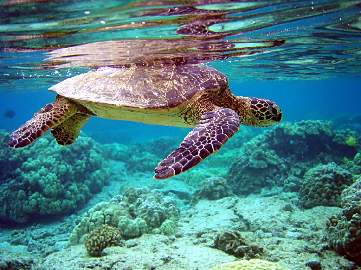 Green sea turtle (Chelonia mydas)