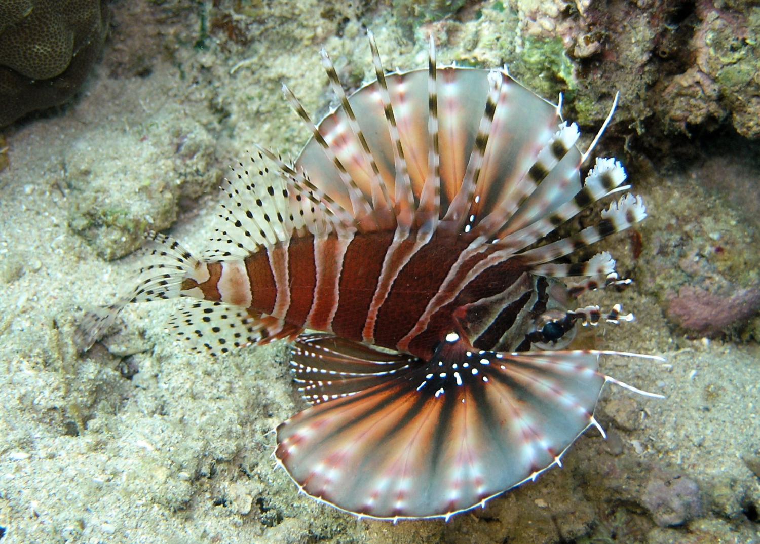 Zebra turkeyfish (Dendrochirus zebra)