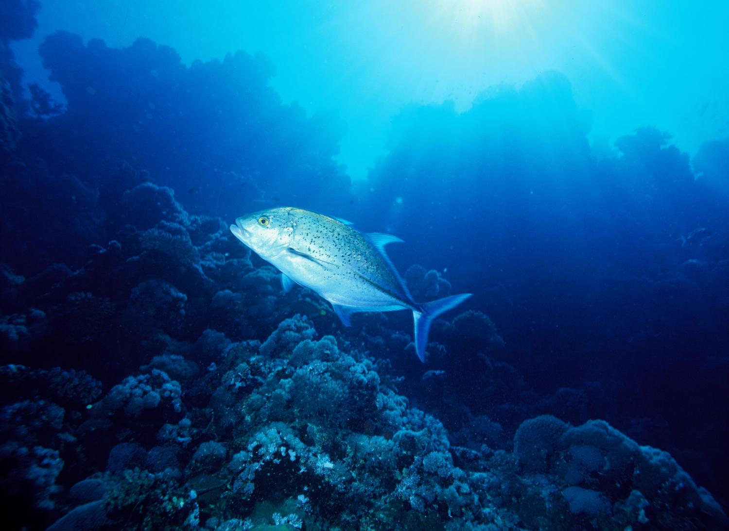 Bluefin trevally (Caranx melampygus)
