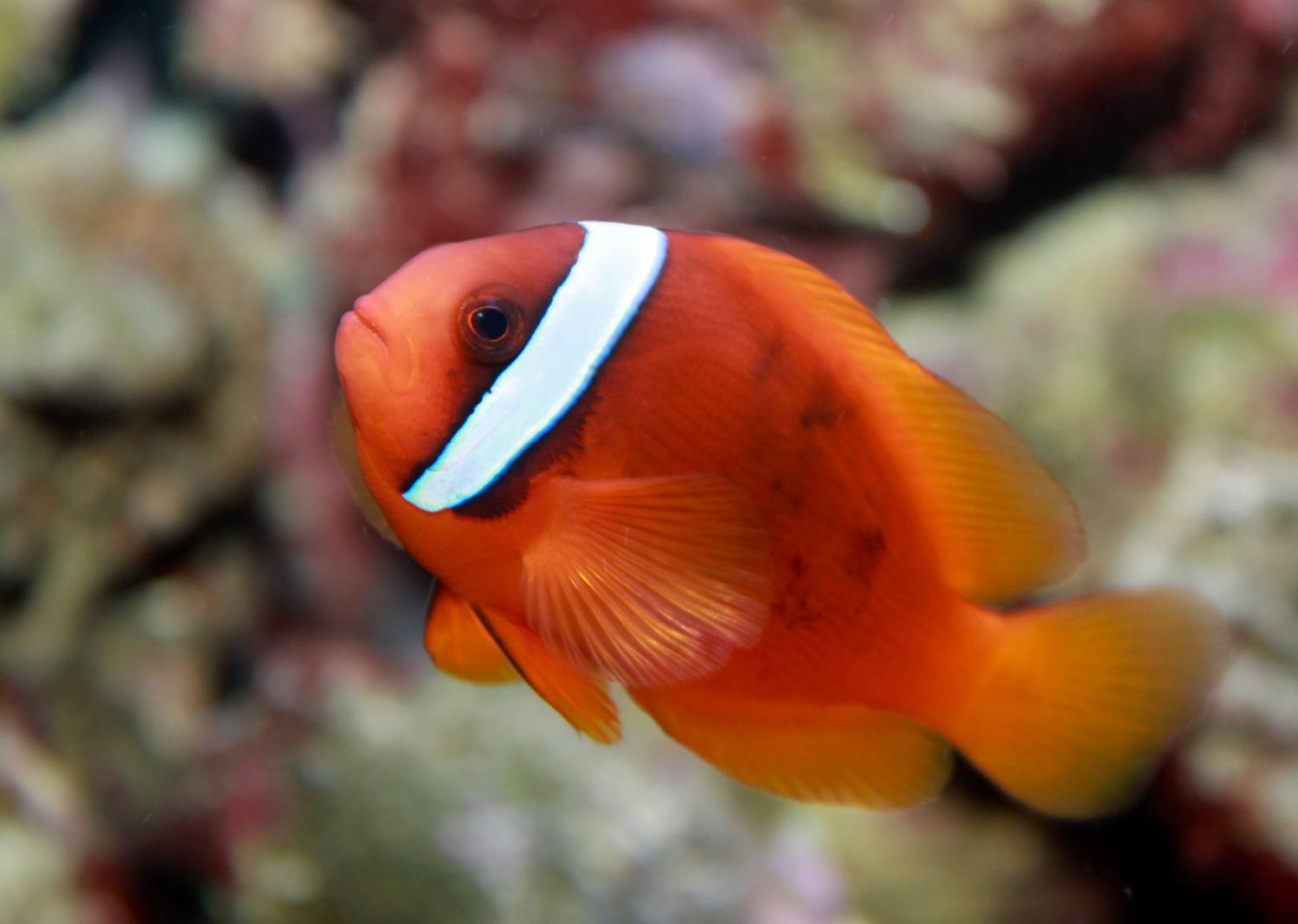 Tomato clownfish (Amphiprion frenatus)