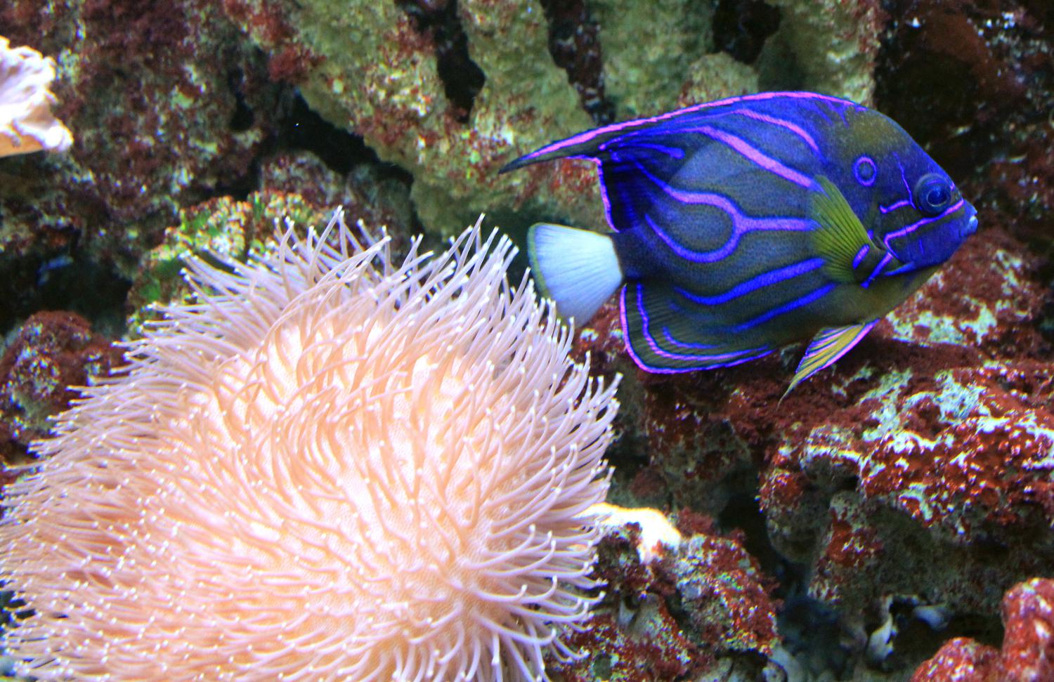 Blue Ring Angelfish Juvenile