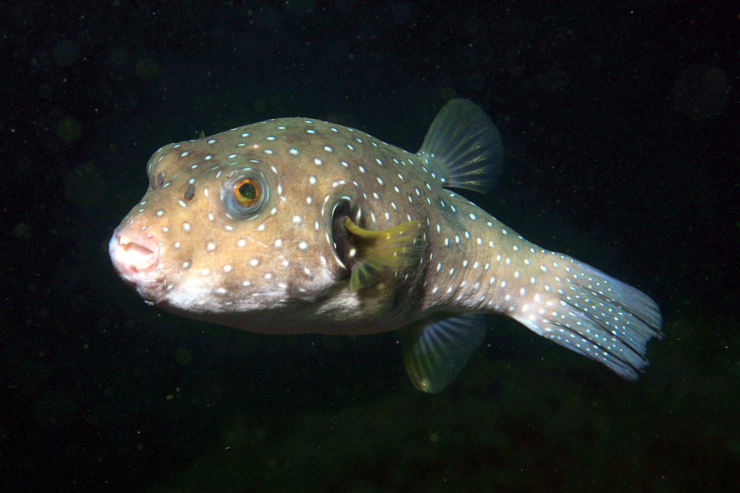 White-spotted puffer (Arothron hispidus)