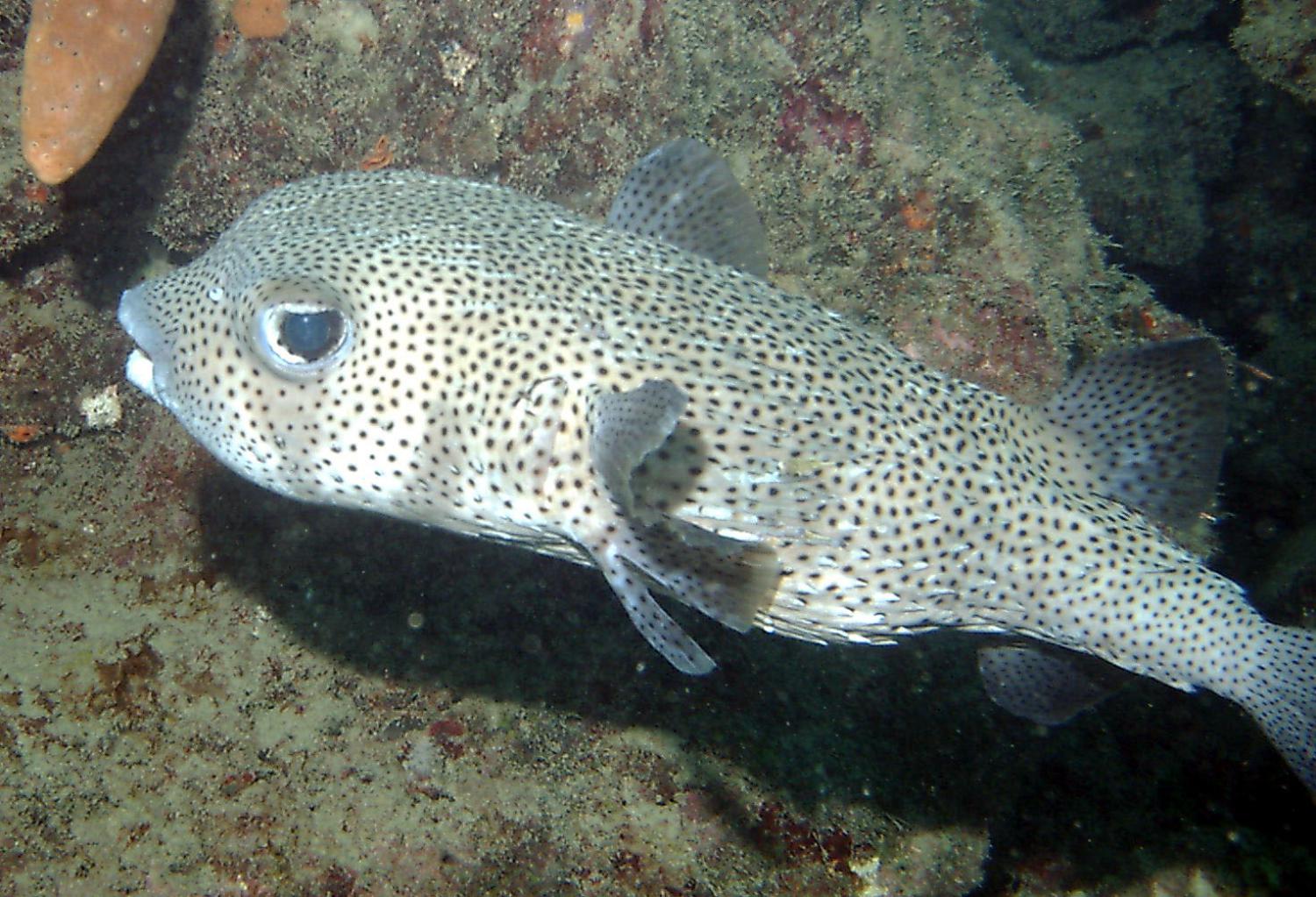 Spot-fin porcupinefish (Diodon hystrix)