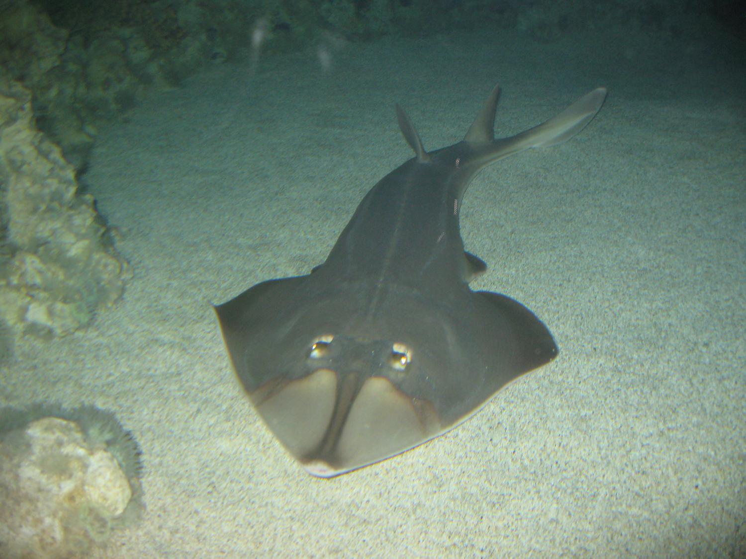 Shovelnose guitarfish (Rhinobatos productus)