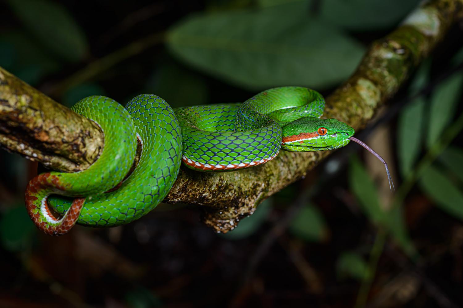 Gumprecht's pit viper (Trimeresurus gumprechti)