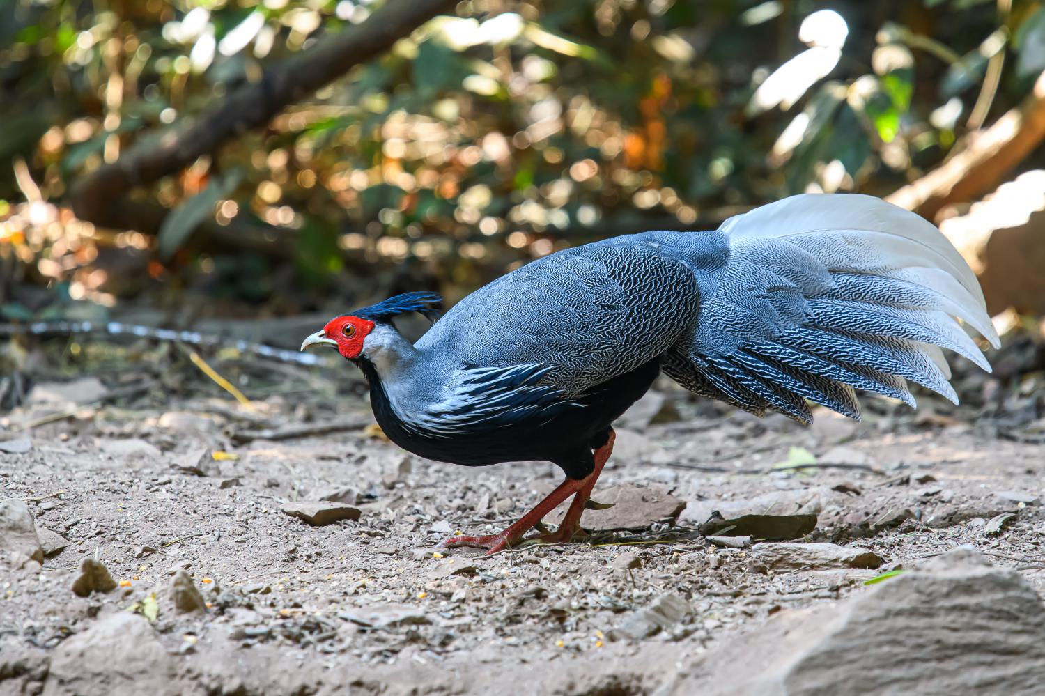 White Crested Kalij Pheasant