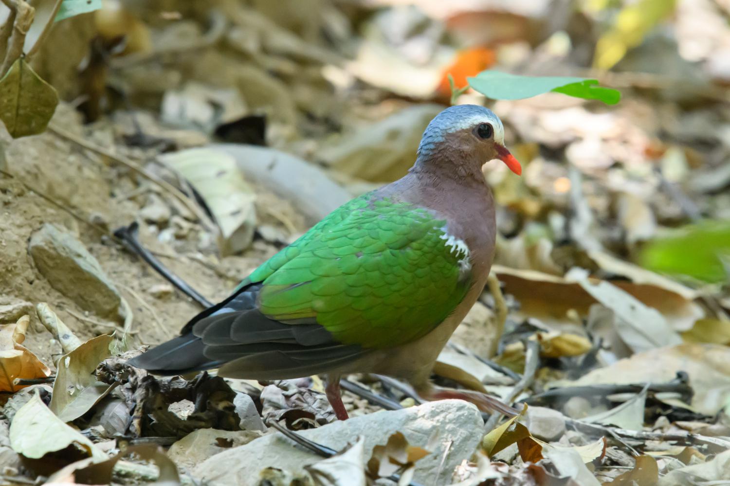 Common emerald dove (Chalcophaps indica)